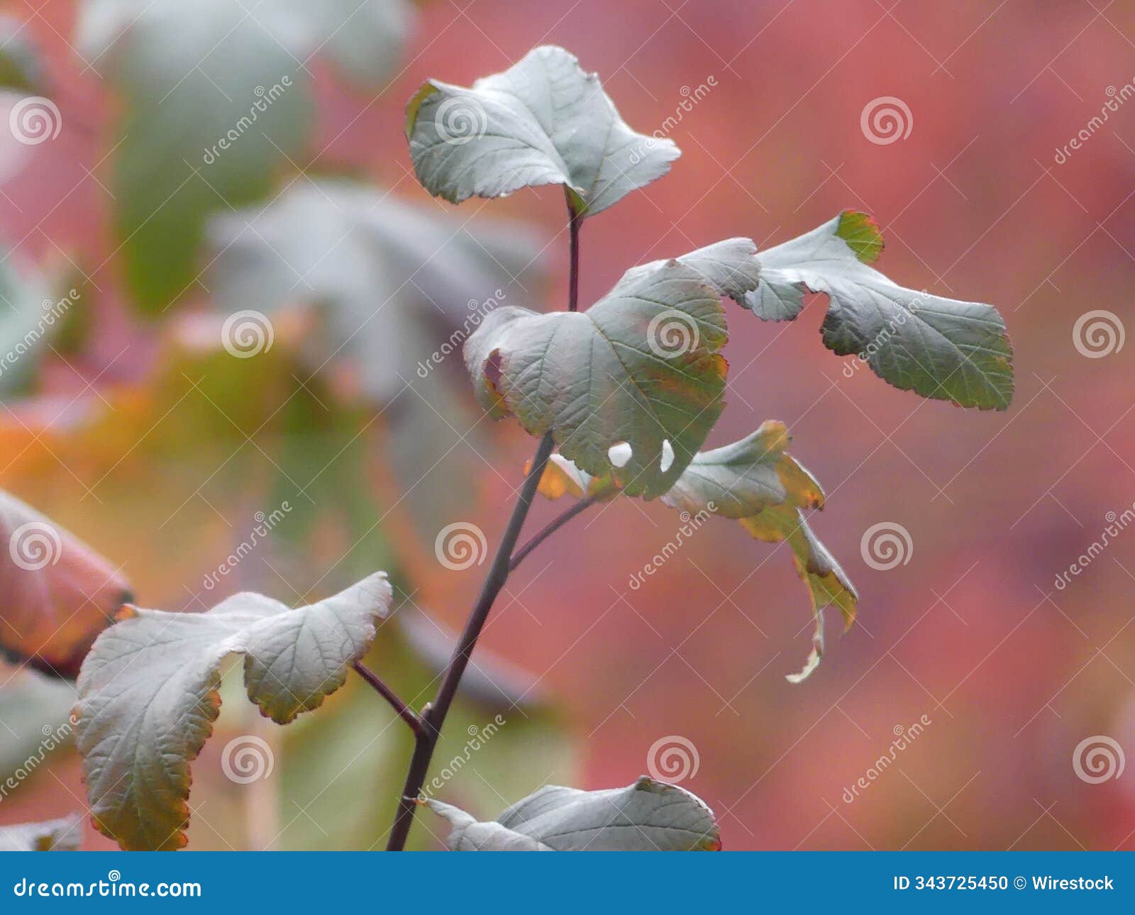 Vibrant Autumn Maple Leaf On Grass With Sunlight. Autumn Landscape ...