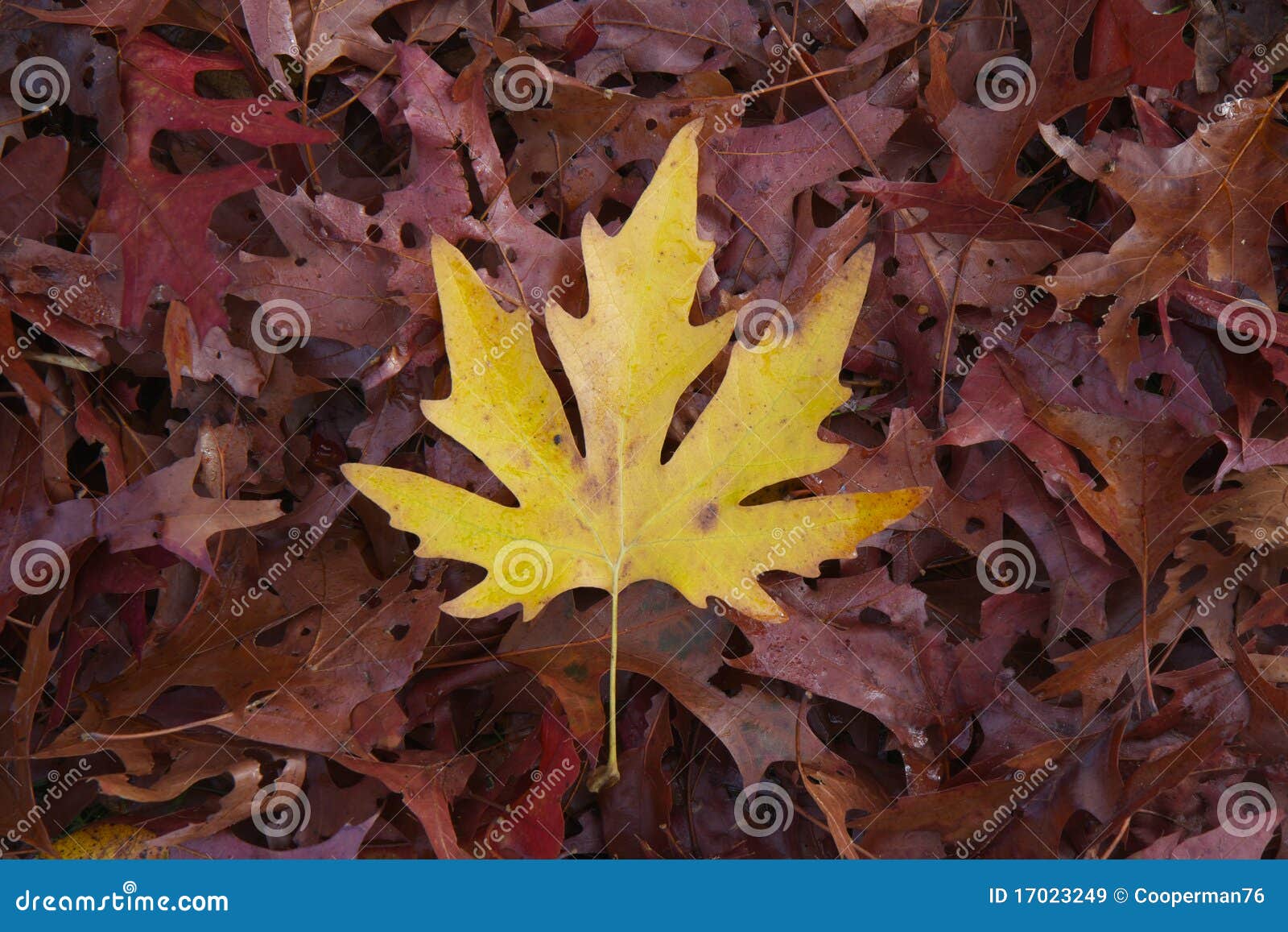 Vibrant Autumn Red and Yellow Leaves Stock Image - Image of color ...