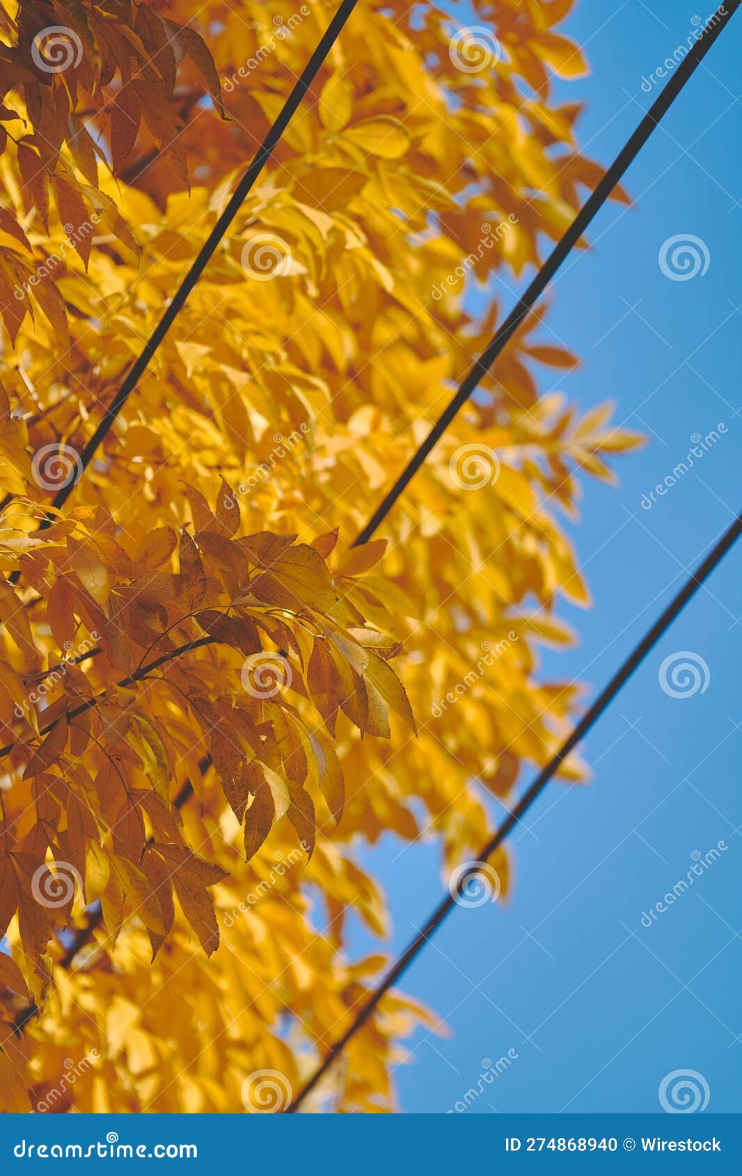 Vibrant Autumn Scene Featuring an Array of Leafy Branches in Front of ...