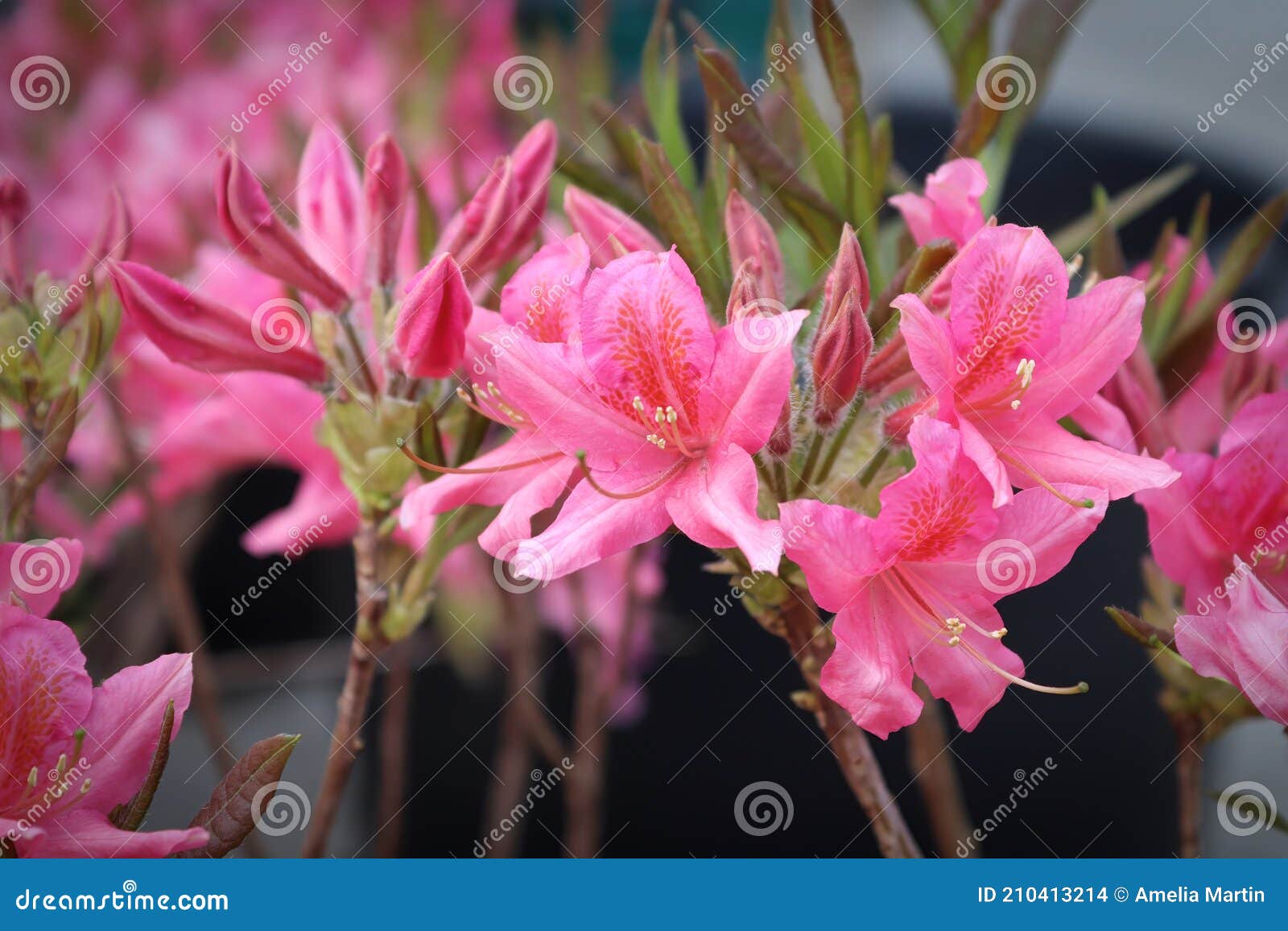 Vibrant Azalea Flowers in Full Bloom on a Shrub Stock Photo - Image of ...