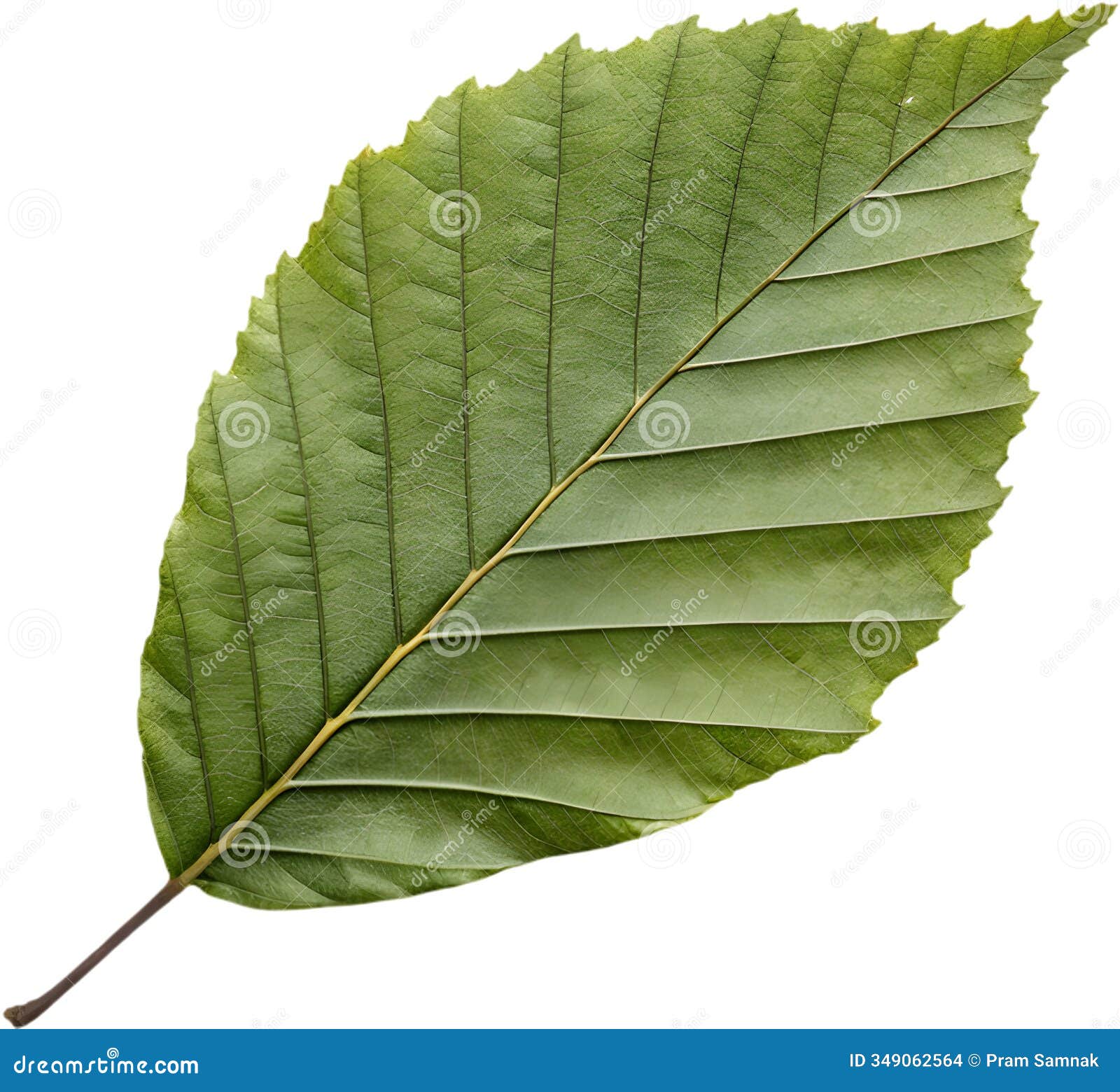 Vibrant Beech Tree Leaves, Elegant Botanical Clipart. Stock ...