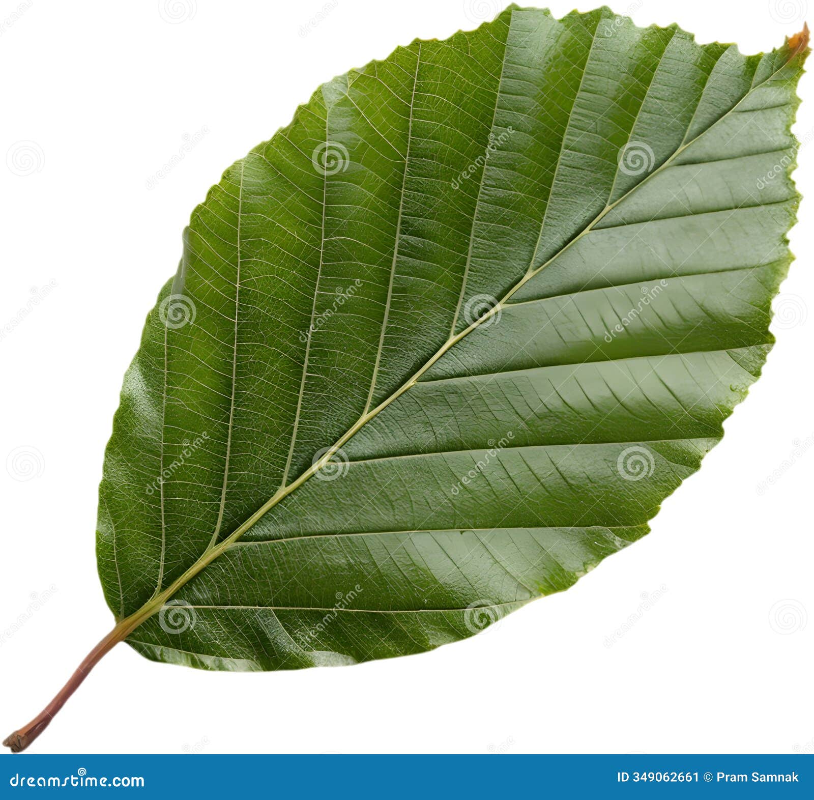 Vibrant Beech Tree Leaves, Elegant Botanical Clipart. Stock ...