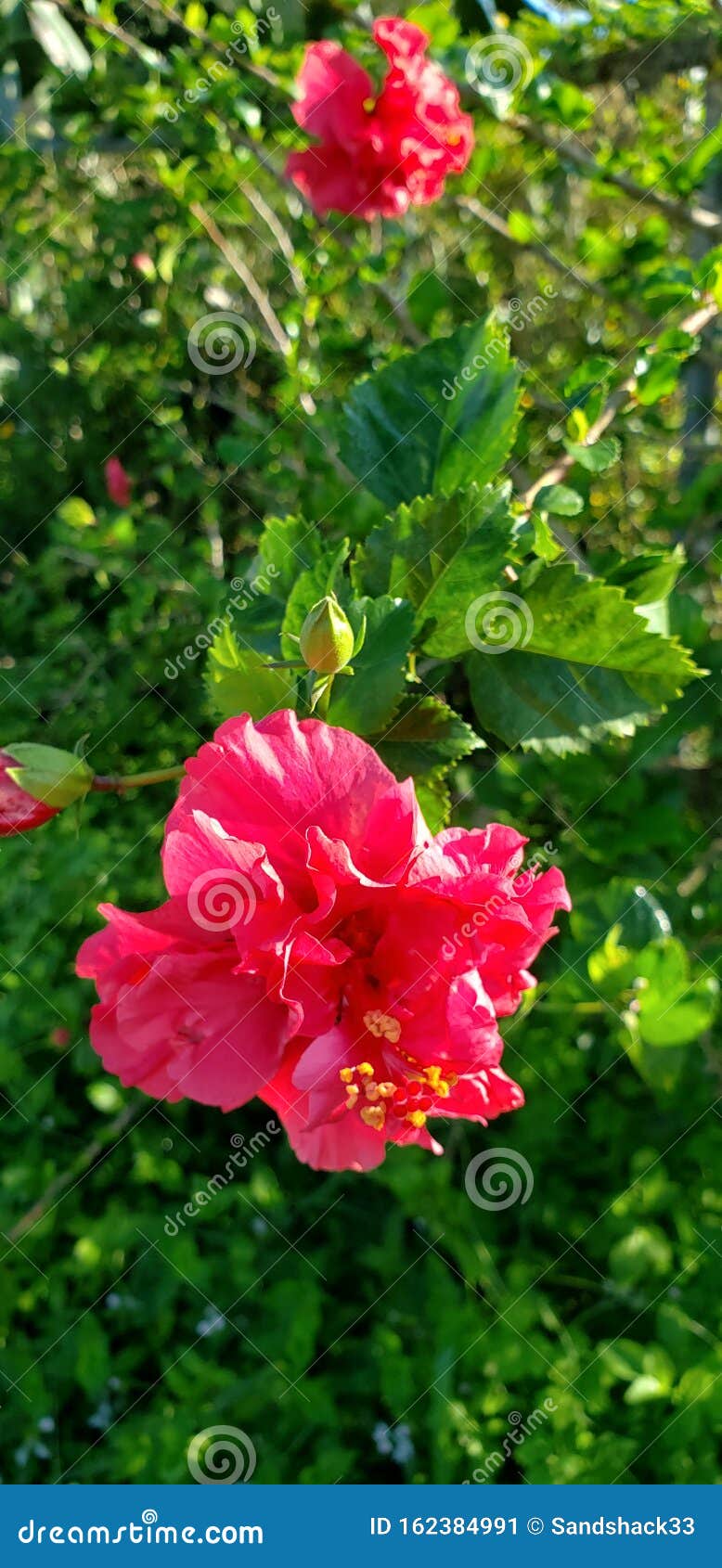 Vibrant Blooming Coastal Rose Stock Image - Image of micro, roses ...