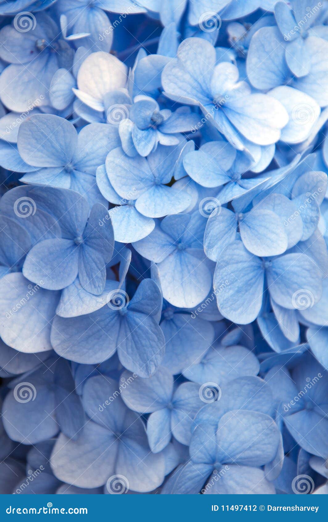 Vibrant blue flowers stock photo. Image of garden, close - 11497412