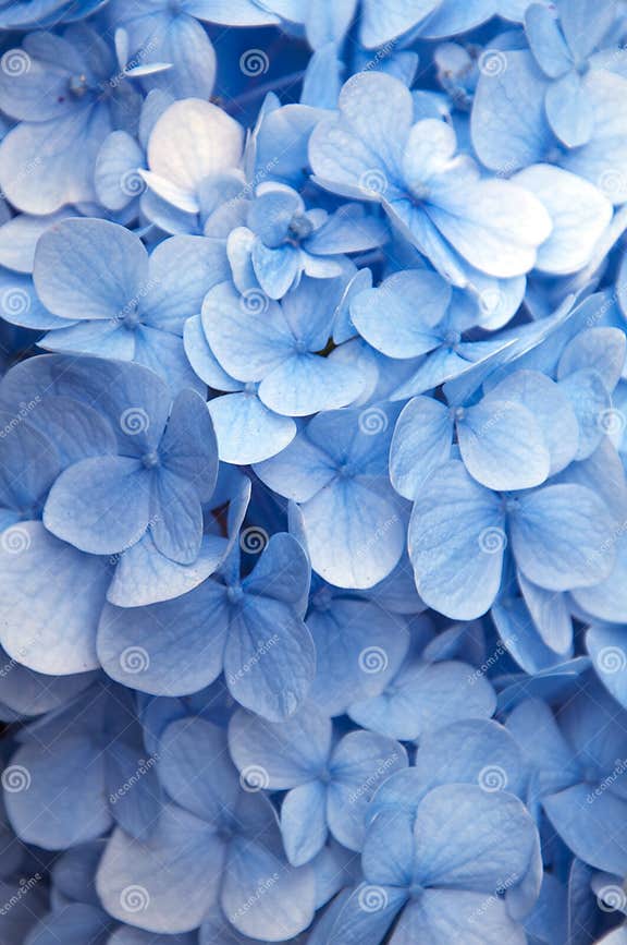 Vibrant blue flowers stock photo. Image of garden, close - 11497412
