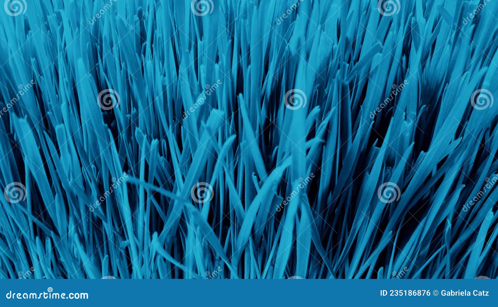 Vibrant blue grass stock photo. Image of reef, vibrant - 235186876