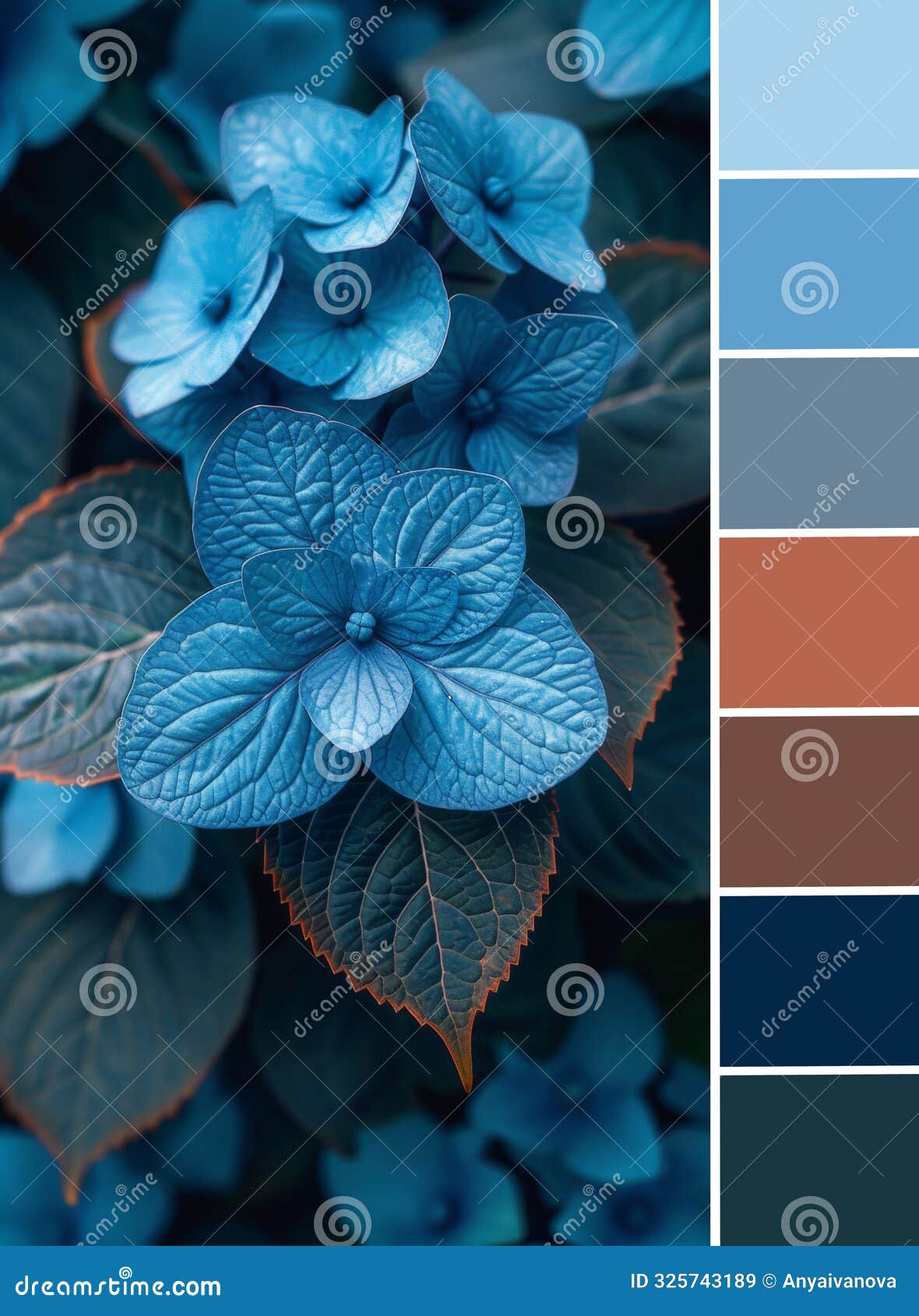 Vibrant Blue Hydrangea Macro with Complementary Color Palette Stock ...