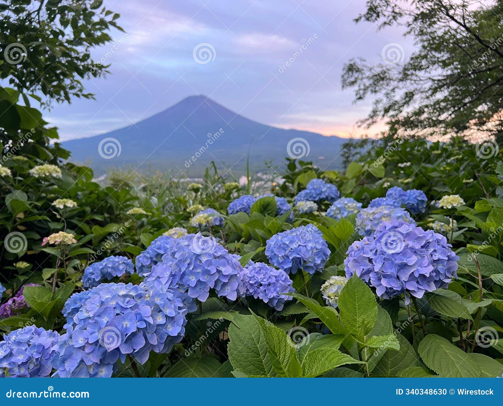 Hydrangeas And Mount Fuji At Dusk Royalty-Free Stock Image | CartoonDealer.com #340348630