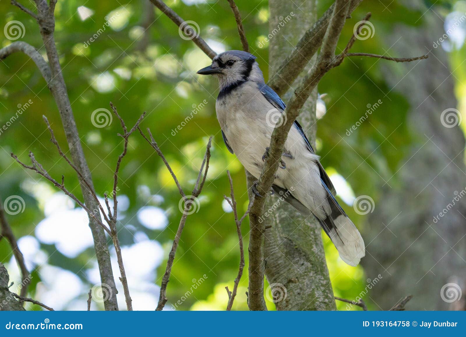 Vibrant Blue Jay is Perched High on a Branch in the Woods Stock Photo ...