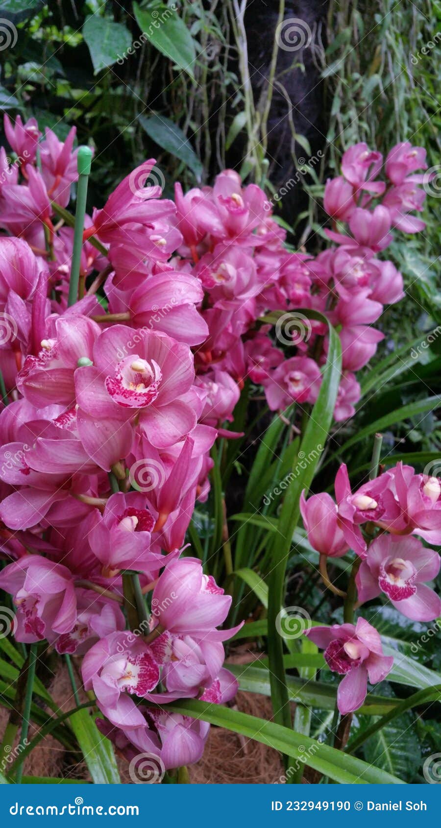 Vibrant Bright Pink Flowers Stock Photo - Image of vibrant, botany ...