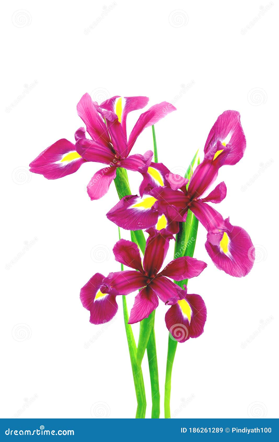 Bunch of Pink Iris Flowers on White Background Stock Image - Image of ...