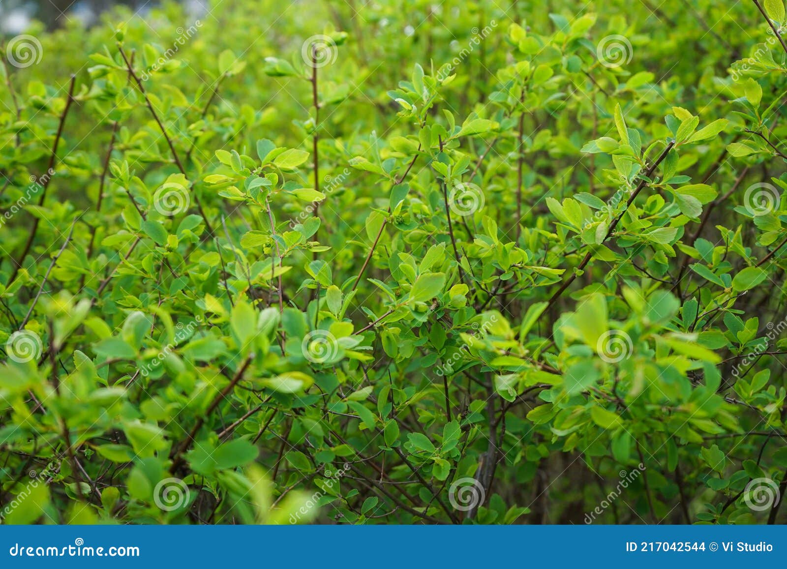Vibrant Bush Texture. Light Green Bush Texture. Green Shrub In The ...