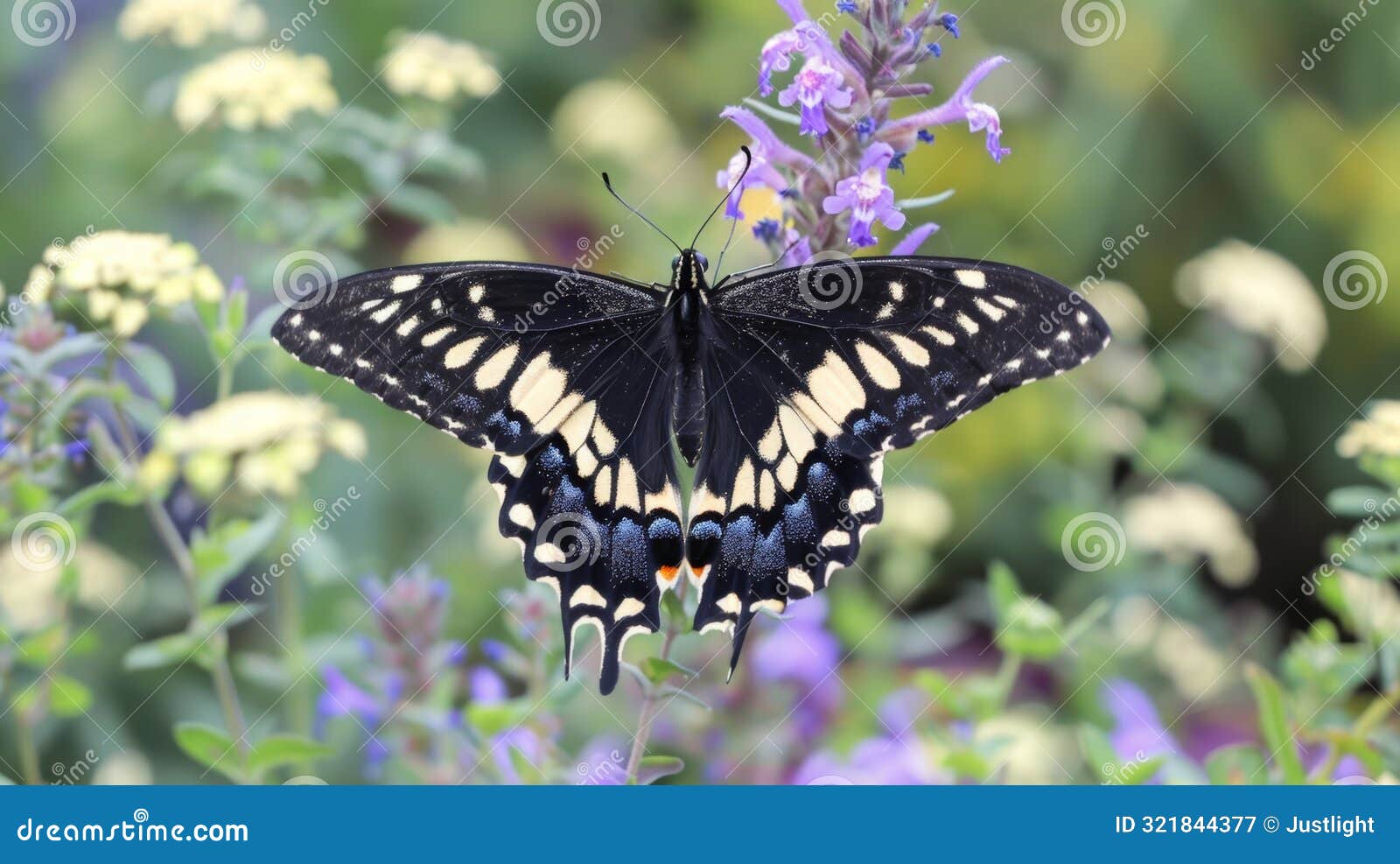 A Vibrant Butterfly Garden Buzzing with Pollinators Stock Image - Image ...