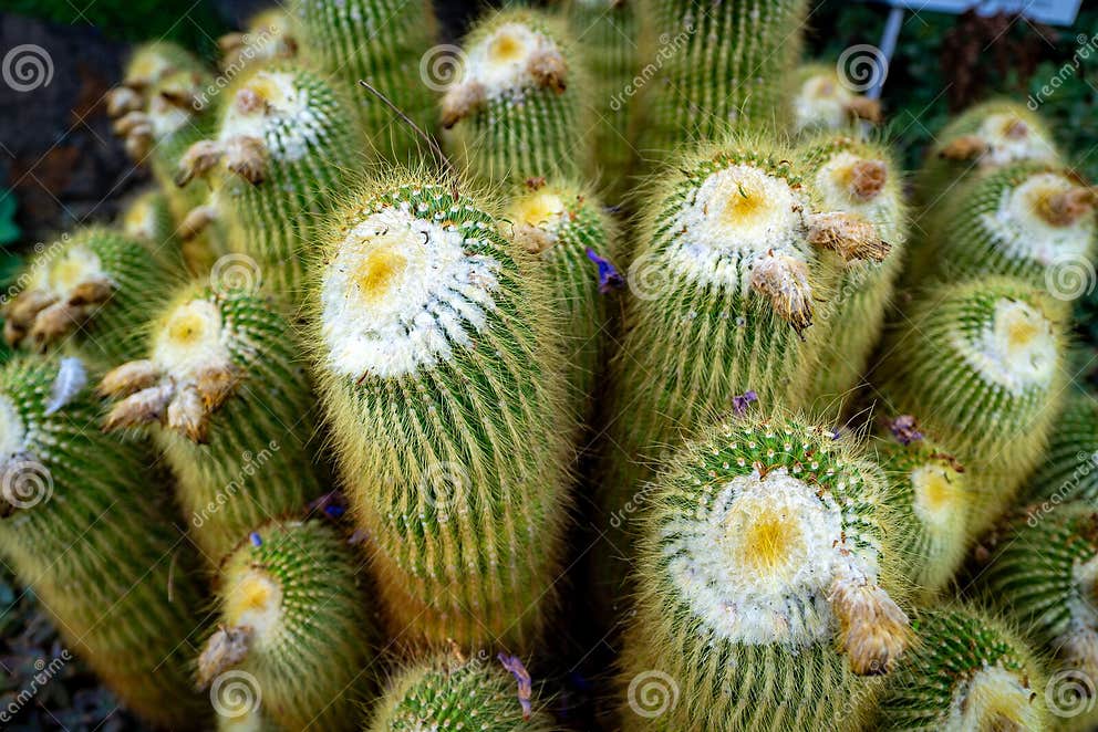 Vibrant Cactus Bloom stock image. Image of green, greenery - 350490617