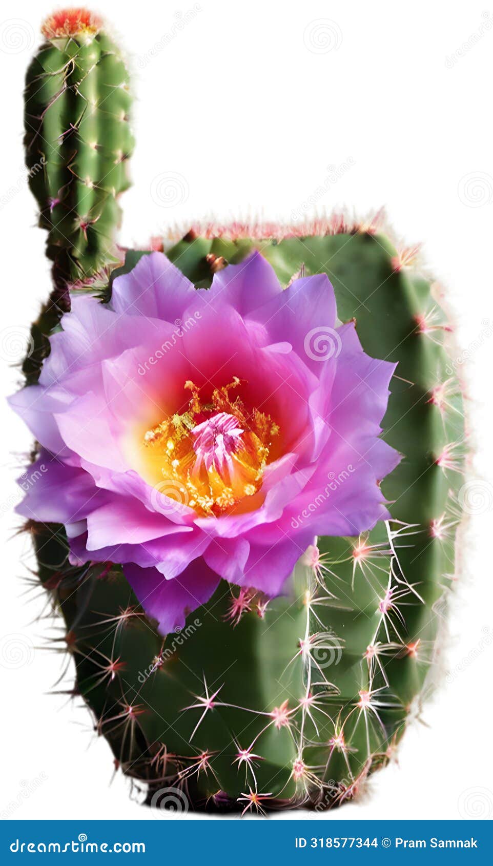 A Vibrant Cactus Flower in Full Bloom. Stock Illustration ...