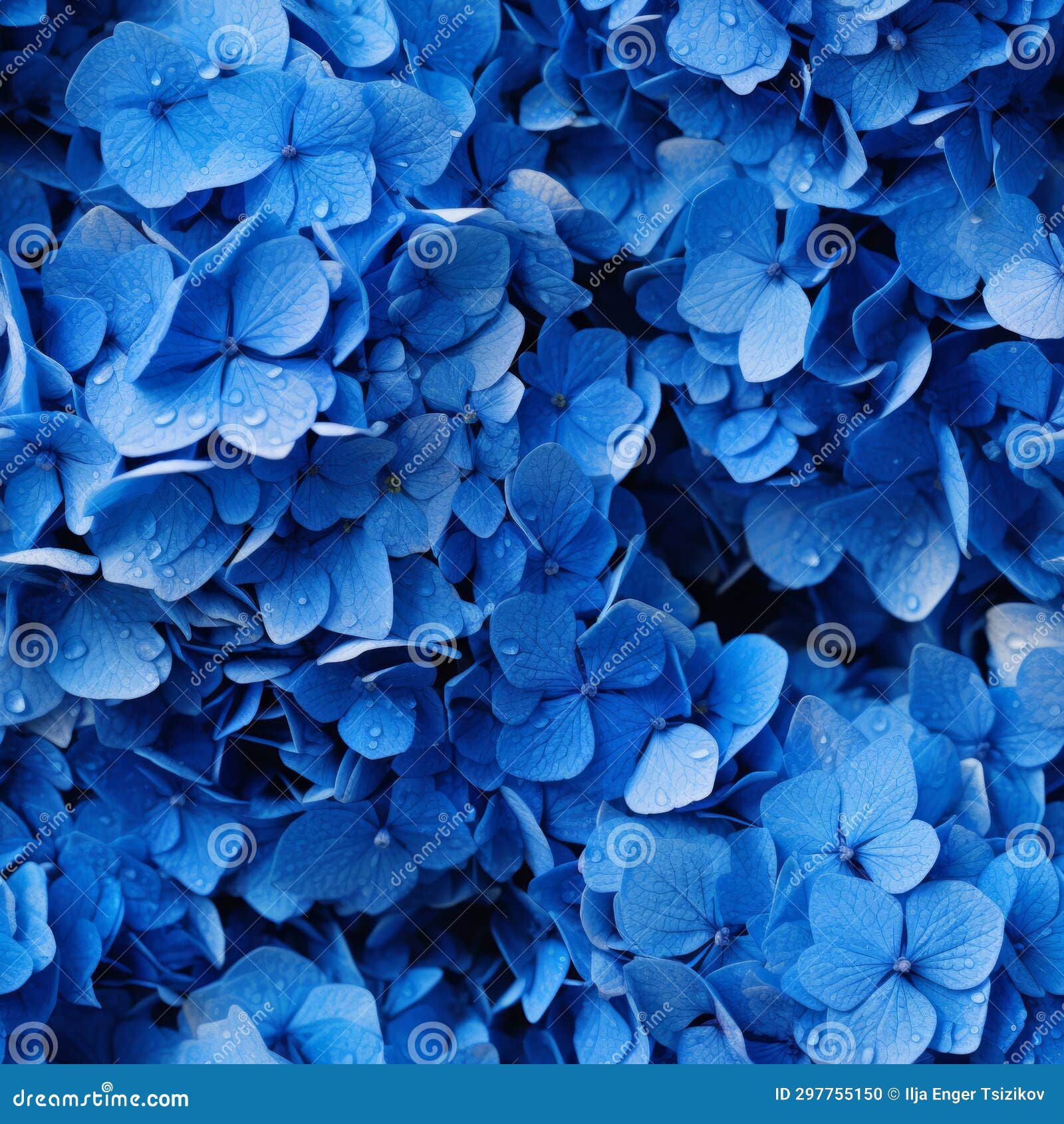 Vibrant and Captivating Hydrangea Flower Blooms Seen from a Mesmerizing ...