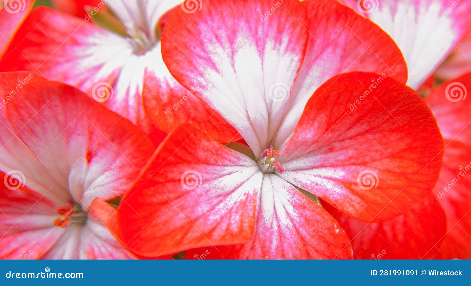 Vibrant Close-up Shot of an Array of Red and White Geraniums. Stock ...