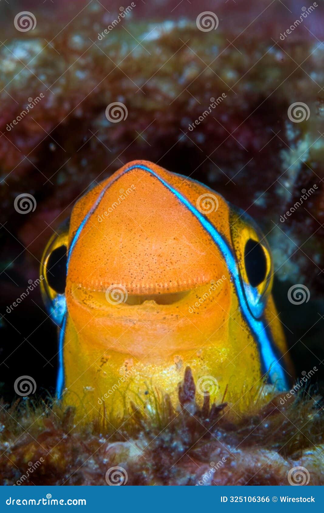 Yellow Blenny Stock Photo | CartoonDealer.com #123629880