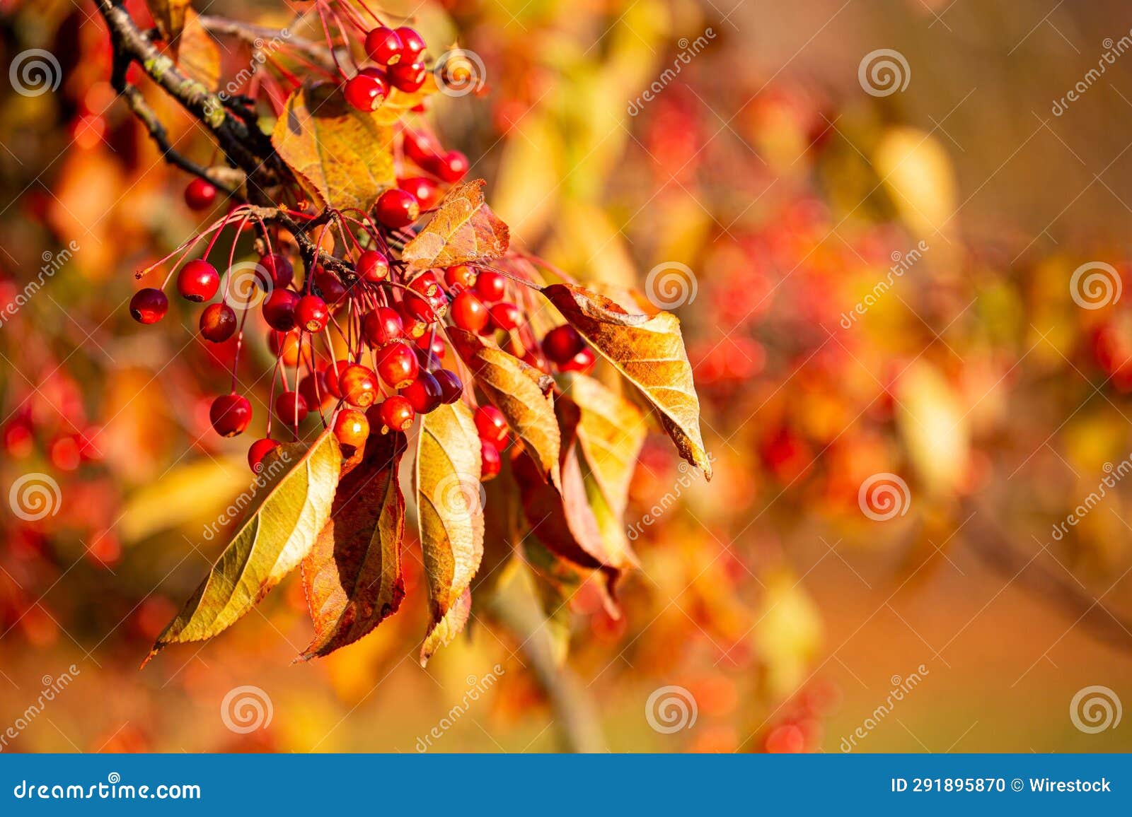 Vibrant Close-up of a Tree Branch with Bright Red Berries in a Park ...
