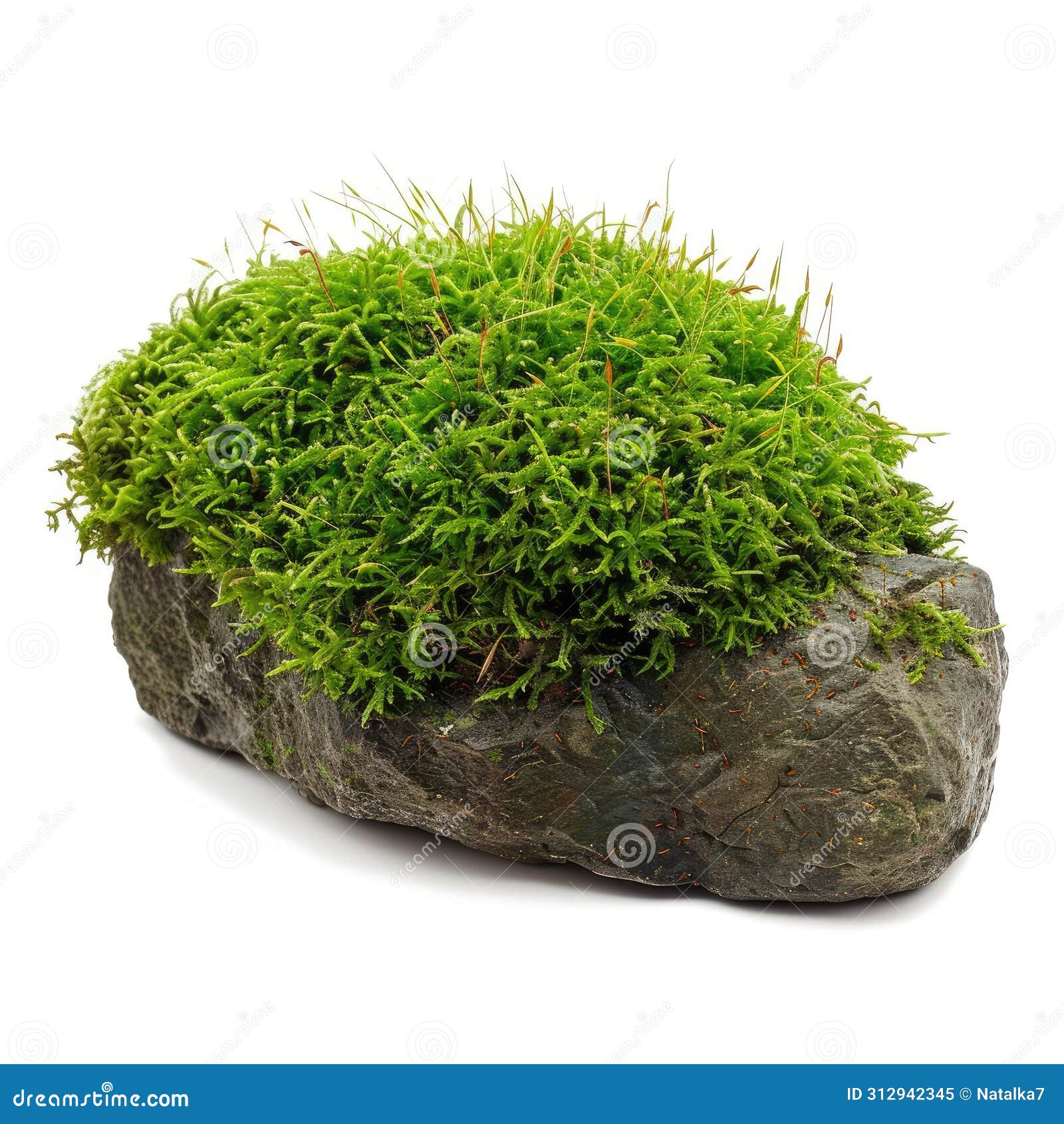 A Vibrant Clump of Green Moss. Stock Illustration - Illustration of ...