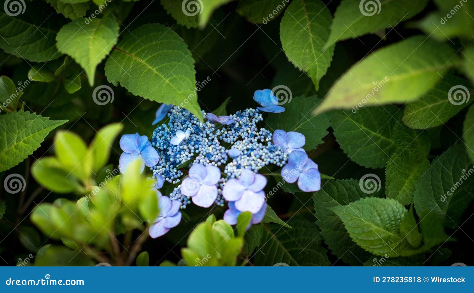 Vibrant Cluster of Blue Hydrangea Surrounded by Lush Green Foliage ...