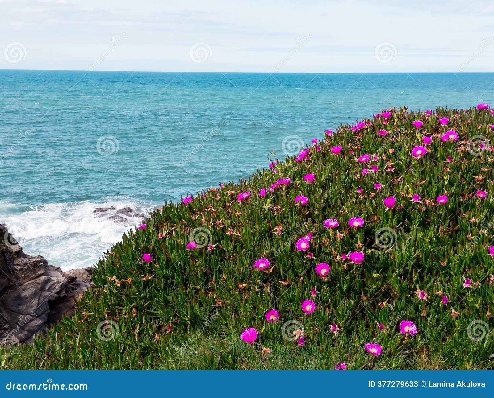 Journey Among Blooms - A Striped Snail Amidst Yellow Flowers Stock ...