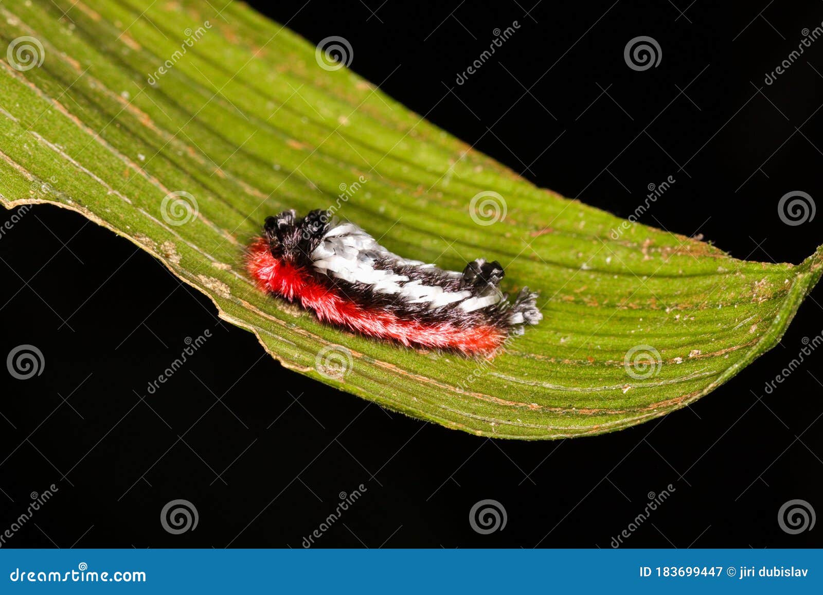 Vibrant Colored Caterpillar Stock Image - Image of petal, moth: 183699447