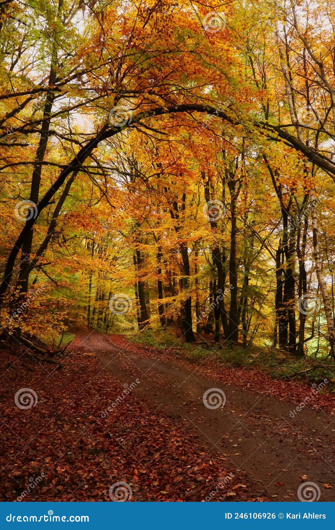 Vibrant Colorful Tree Leaves Around One Tree Growing Over a Path Stock ...