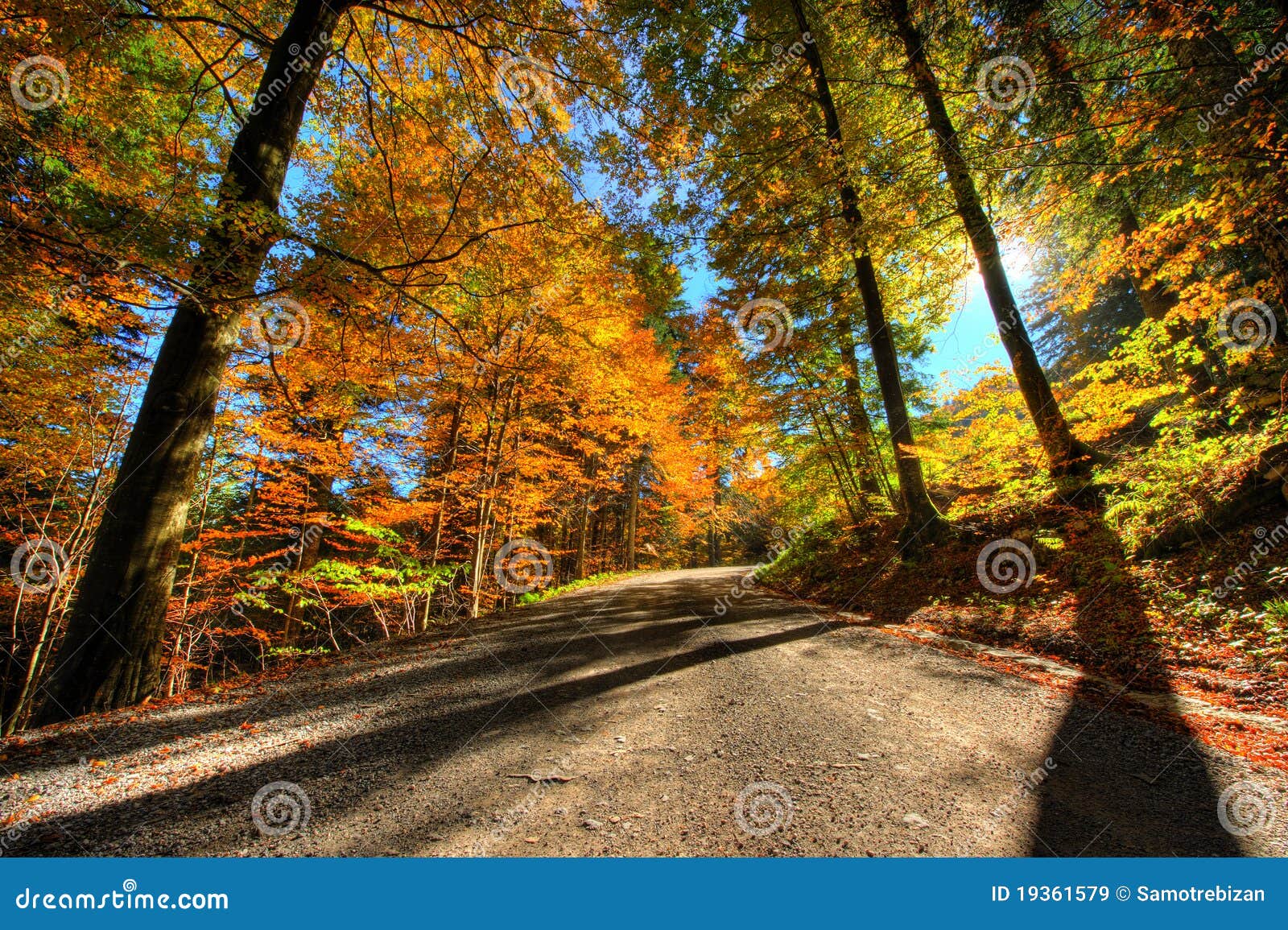 Vibrant Colors of Forest in Autumn Stock Image - Image of area, plant ...