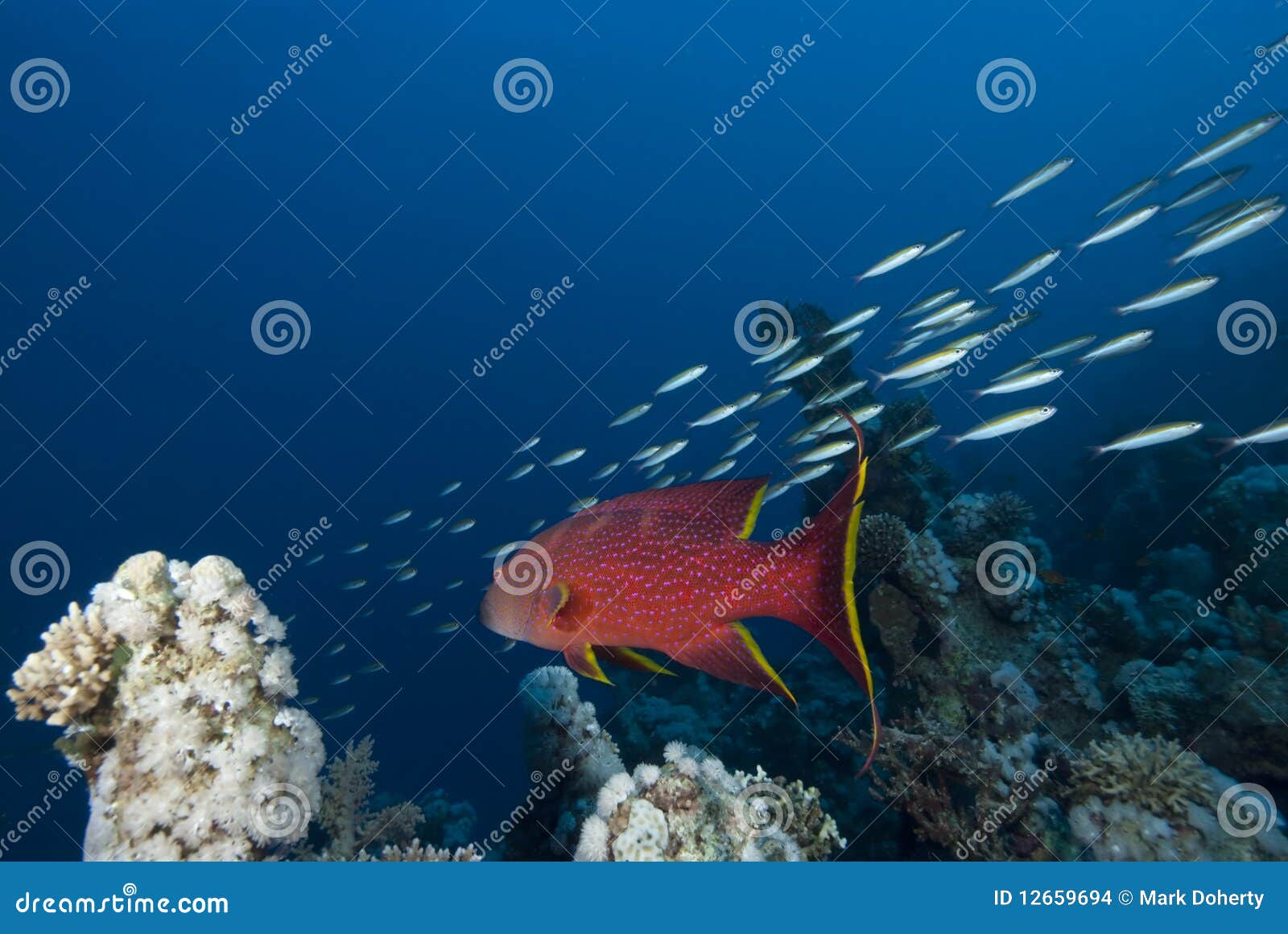 Vibrant Coloured Tropical Fish Stock Photo - Image of moon, color: 12659694