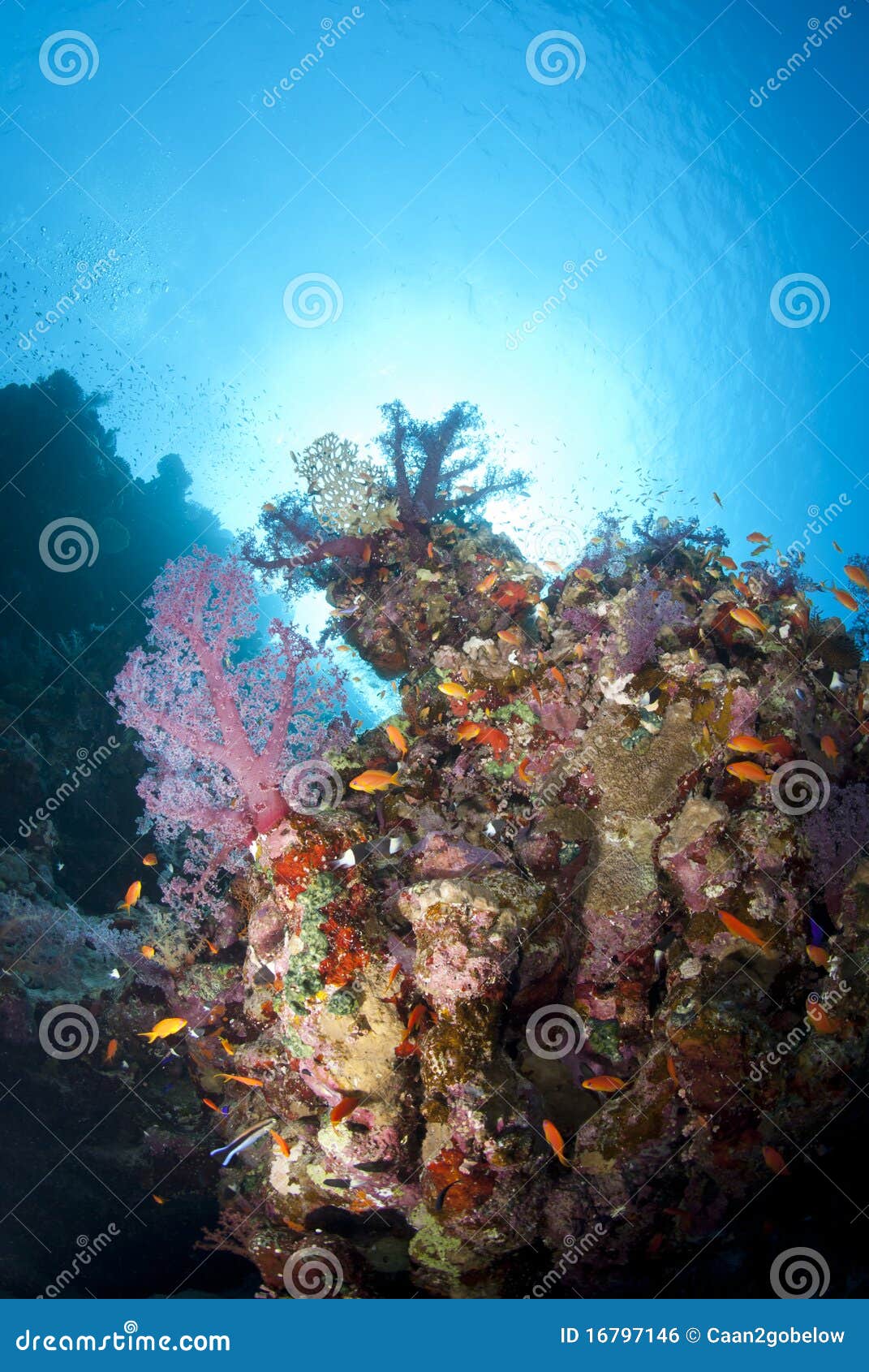 Vibrant and Colourful Tropical Coral Reef Scene. Stock Photo - Image of ...