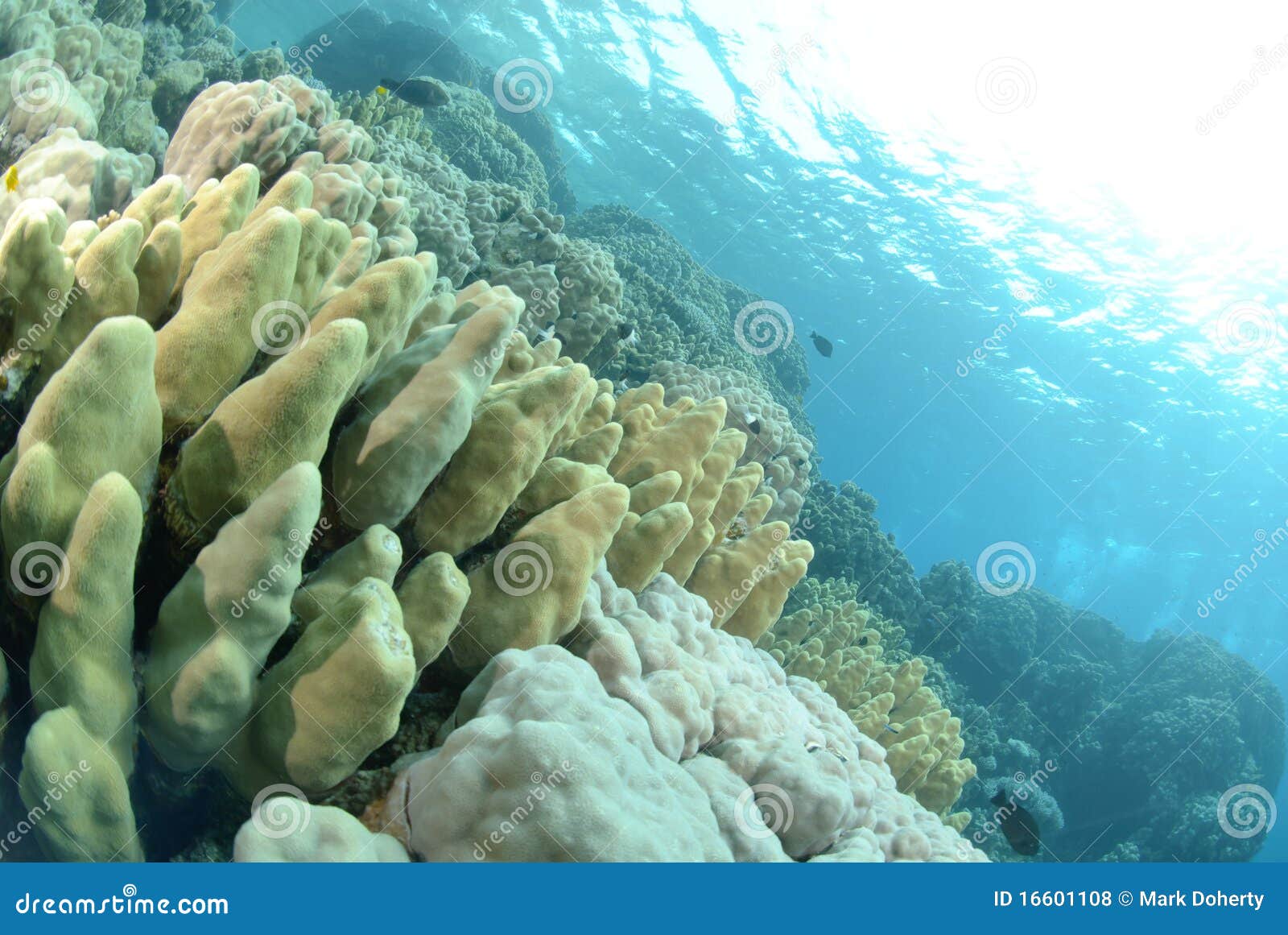Colourful Tropical Coral Reefscape. Stock Photography | CartoonDealer ...