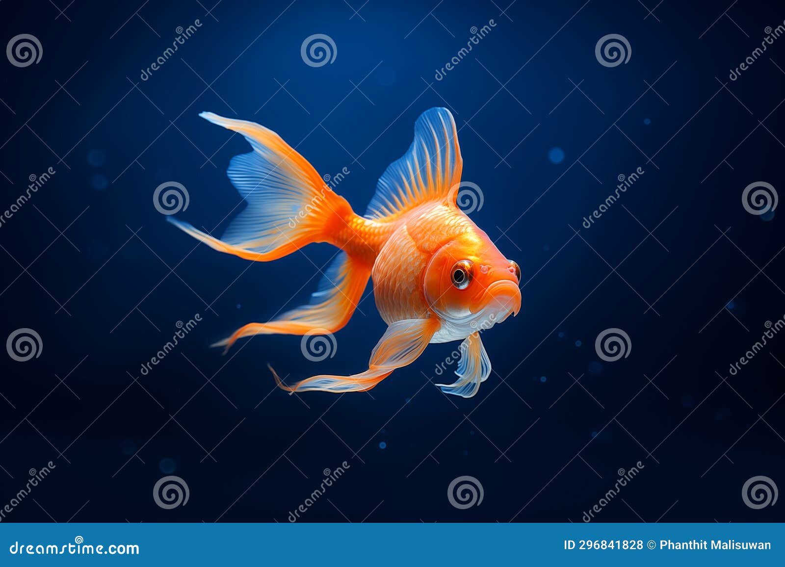 Vibrant Comet Goldfish Isolated on Deep Blue Background Stock Photo ...