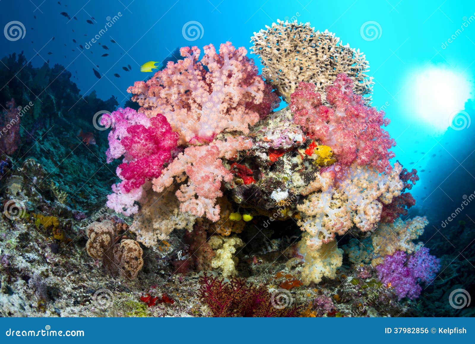 Vibrant coral reef stock photo. Image of corals, fiji - 37982856
