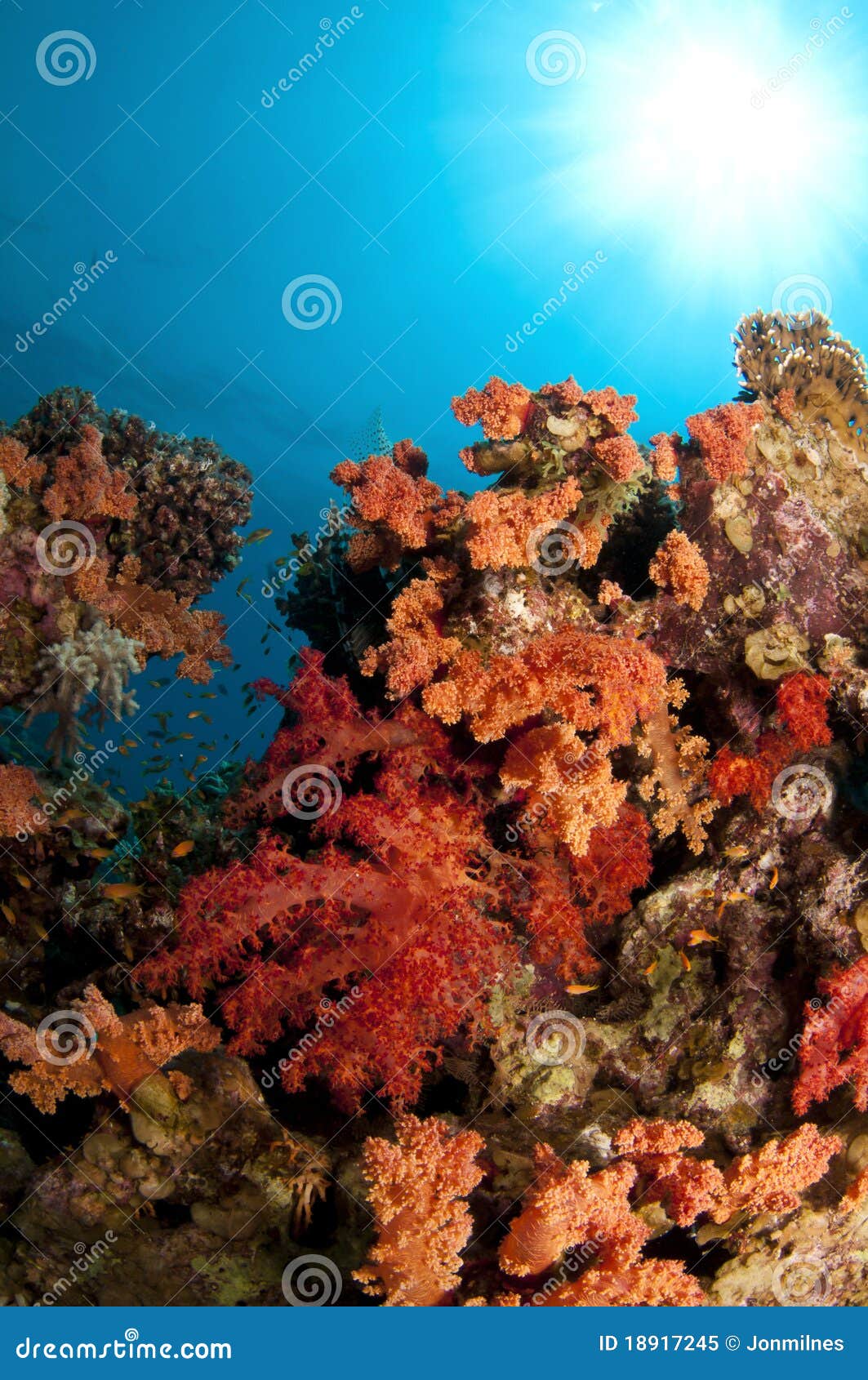 Vibrant Coral Reef with Bright Reds and Oranges Stock Image - Image of ...