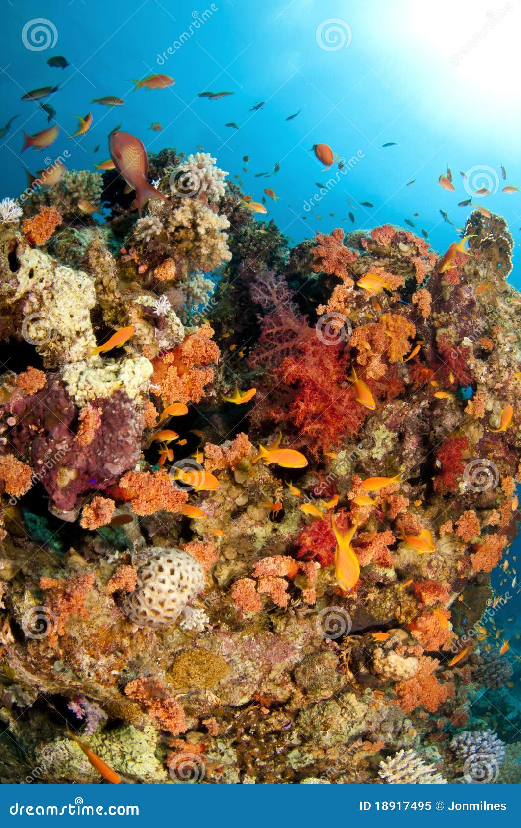 Vibrant Coral Reef with Bright Reds and Oranges Stock Image - Image of ...