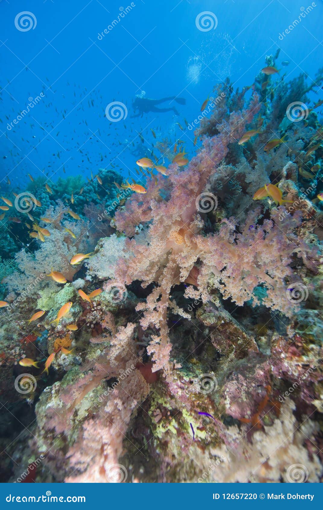 Vibrant coral sea stock photo. Image of angle, travel - 12657220