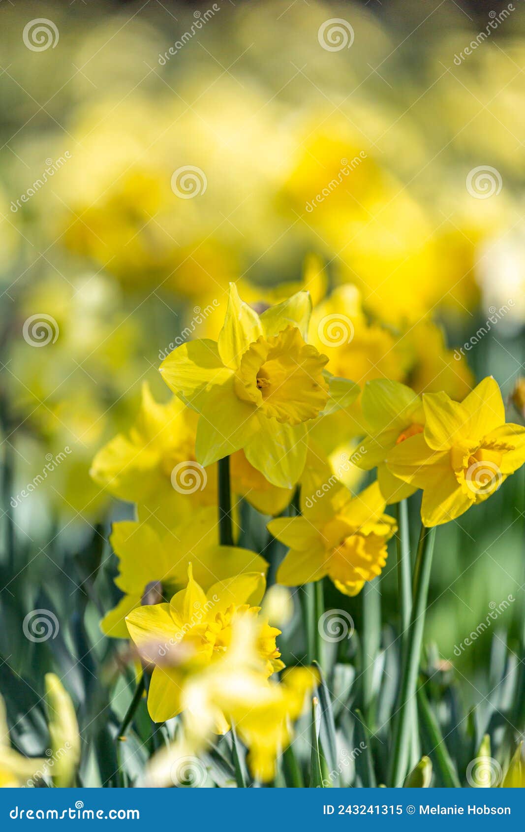 Vibrant Daffodils in the Spring Sunshine Stock Image - Image of floral ...