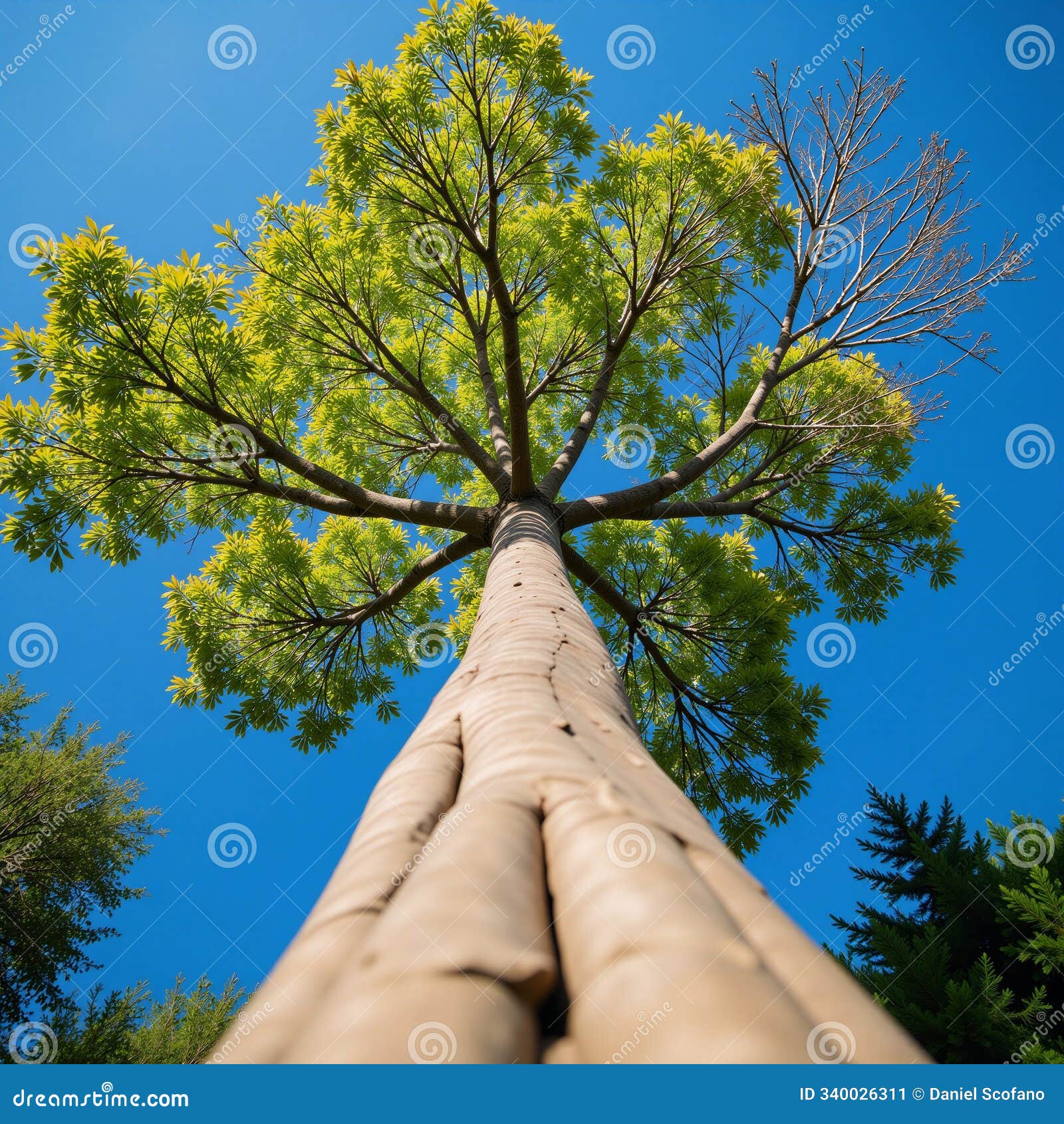 Vibrant Depiction of a Towering Tree with Expansive Root System and ...