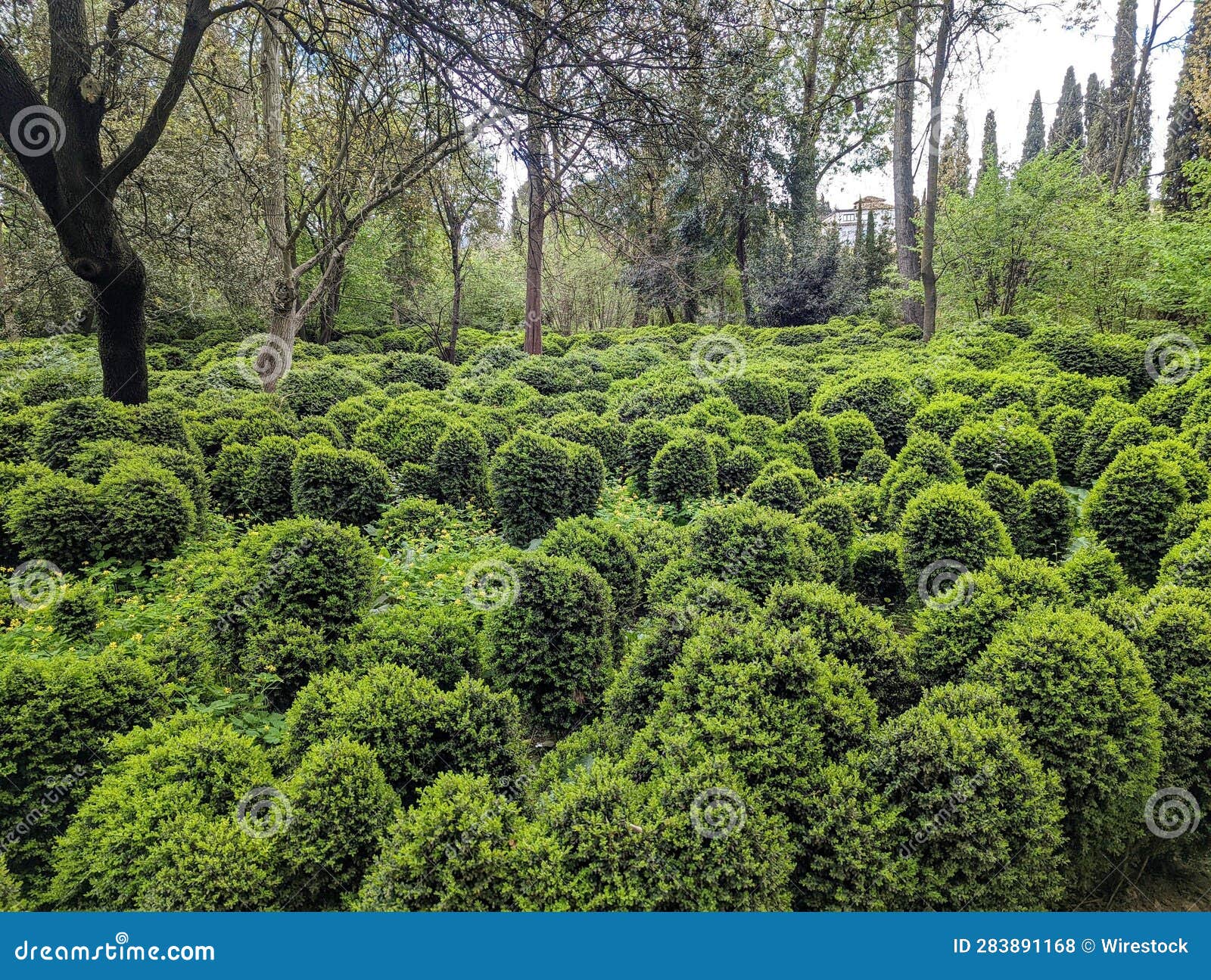 Vibrant Display of Small Hedges in a Picturesque Park Stock Photo ...
