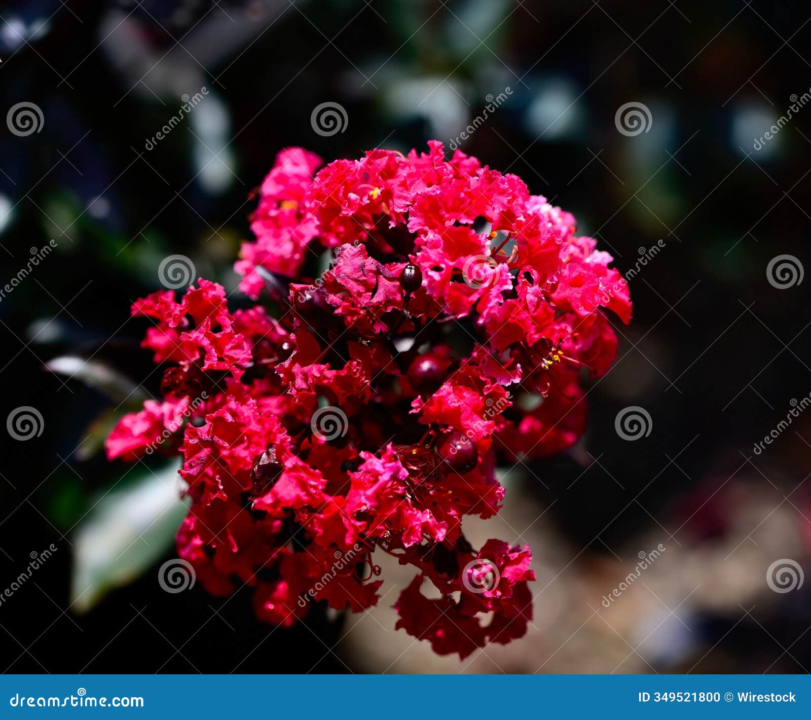 Double Dynamite Crape Myrtle in Bloom Stock Photo - Image of gardening ...