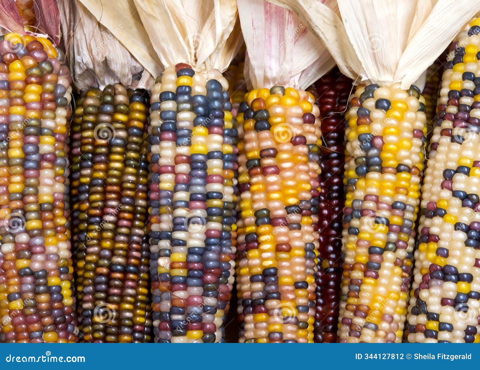 Vibrant Ears of Flint, Indian Corn with Husks Pulled Back Stock Photo ...
