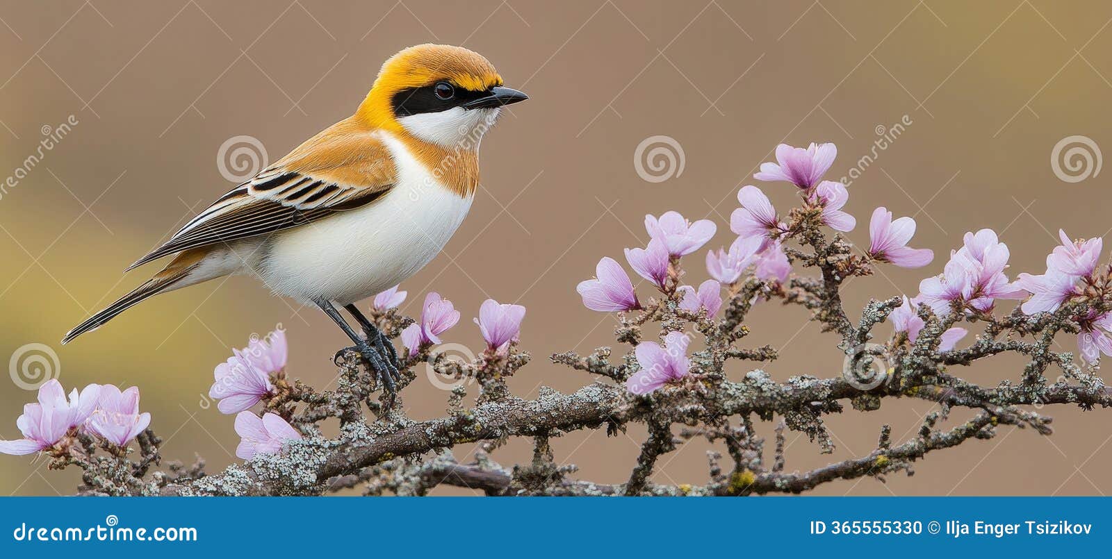 Yellow Robin Bird Learn To Draw Vector | CartoonDealer.com #64091982