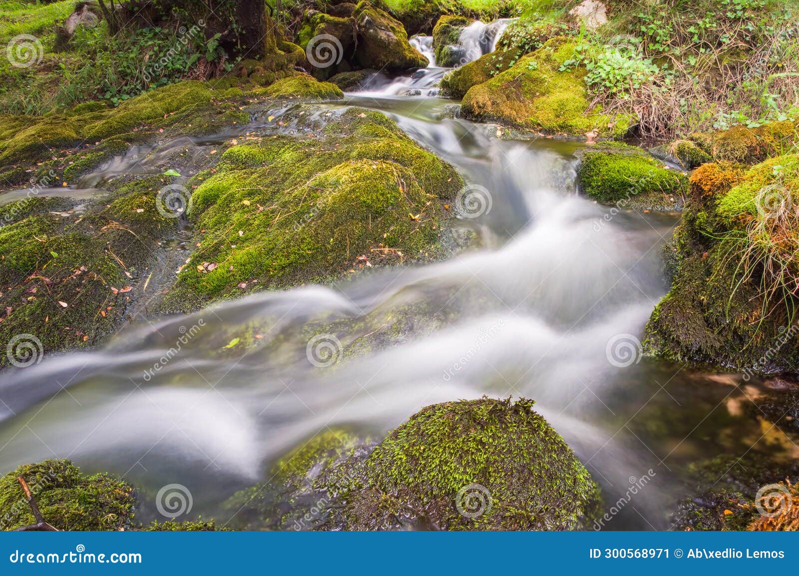 The Vibrant Ecosystem of a Stream, Where Algae Thrive and Moss Carpets ...