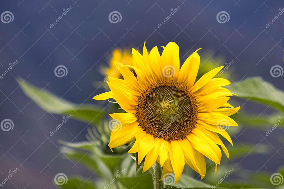 Vibrant Exploding Color of a Yellow Sunflower Bloom . Stock Photo ...