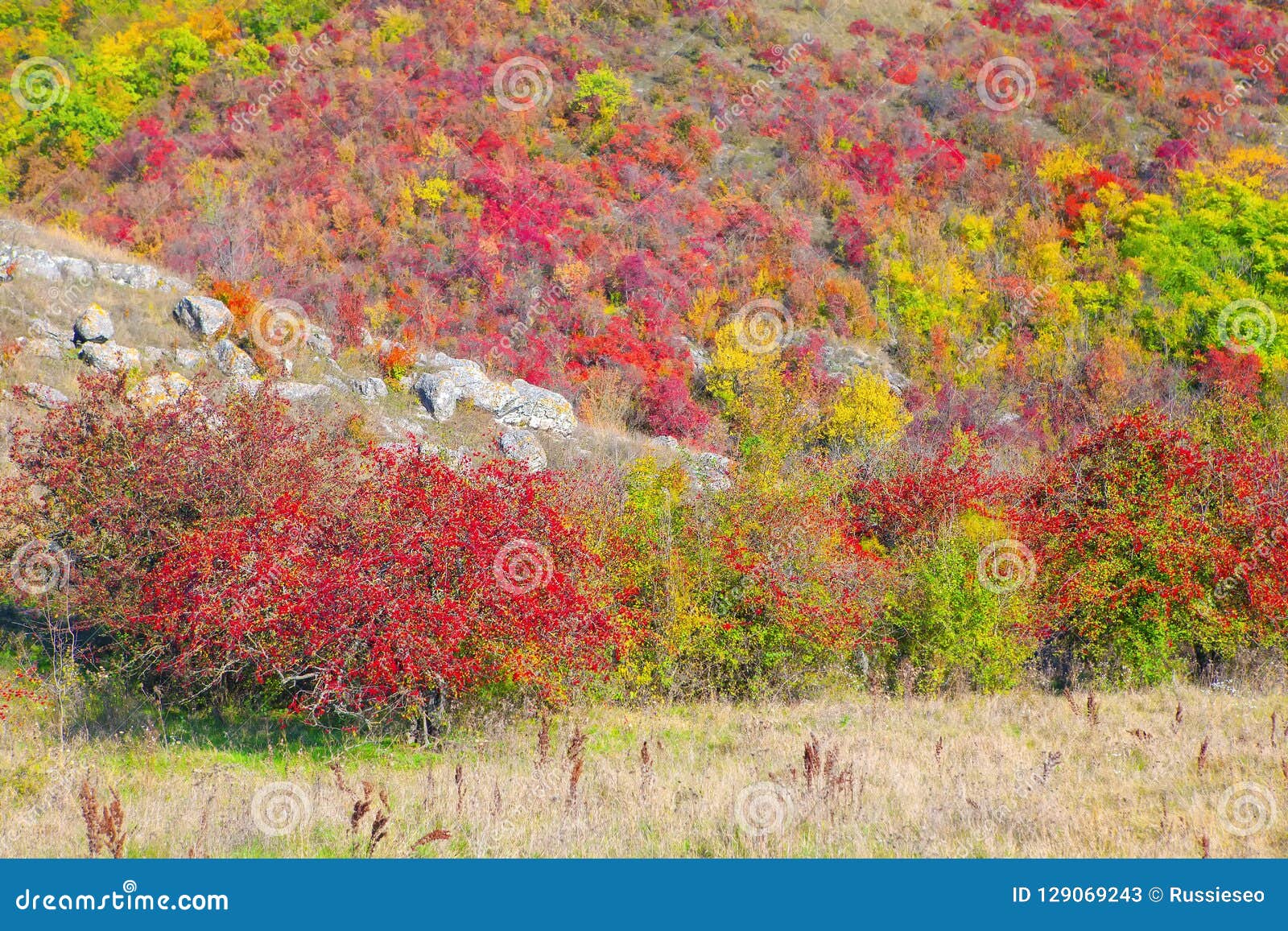 Vibrant fall colors stock image. Image of environment - 129069243