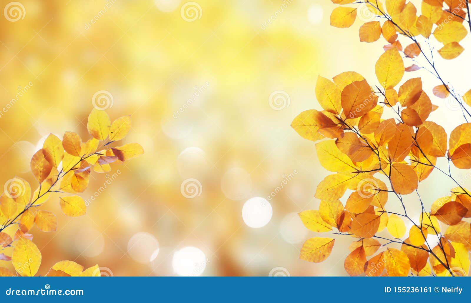 Vibrant fall foliage stock image. Image of leaf, outdoor - 155236161