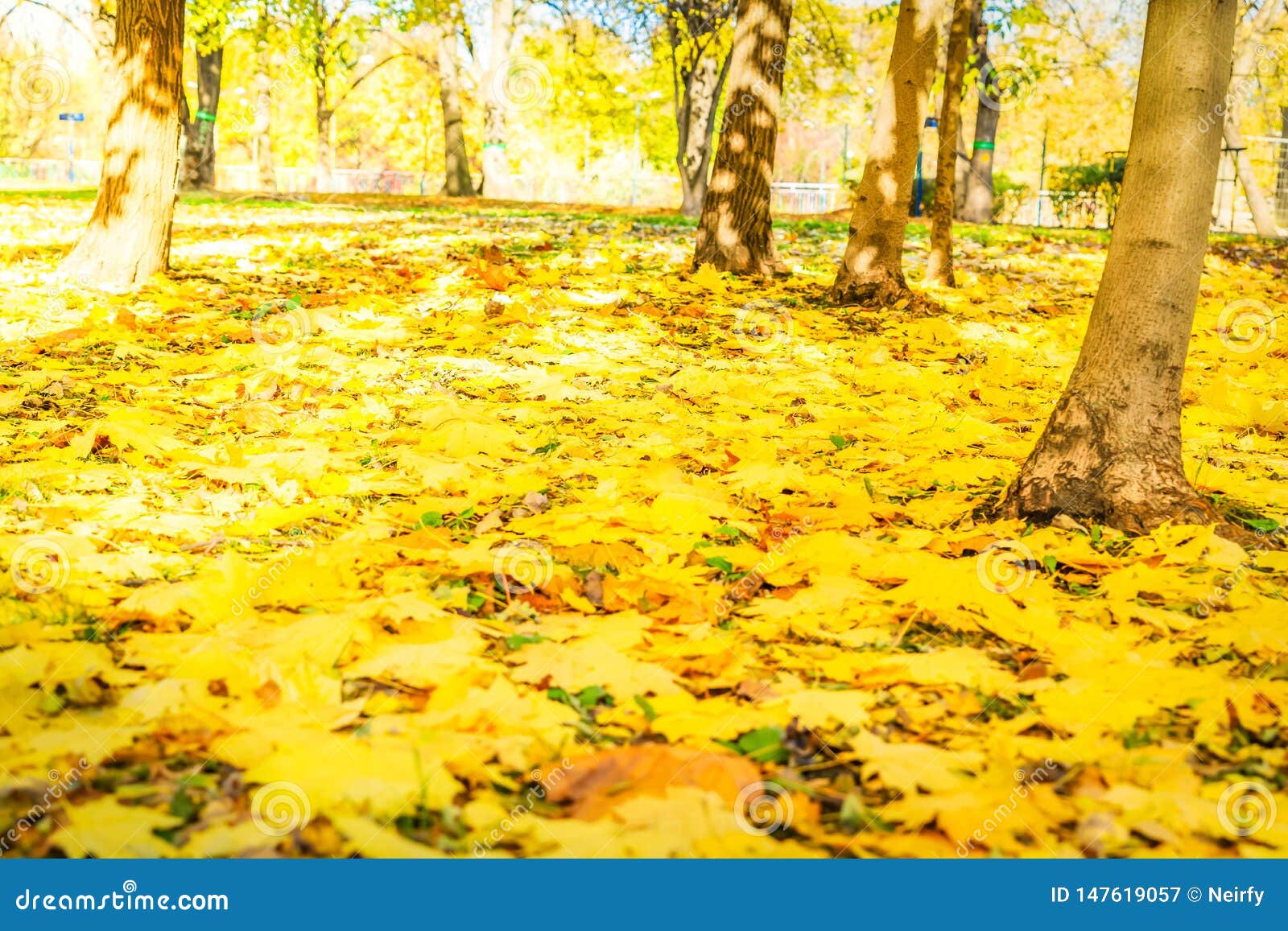Vibrant fall foliage stock image. Image of colorful - 147619057