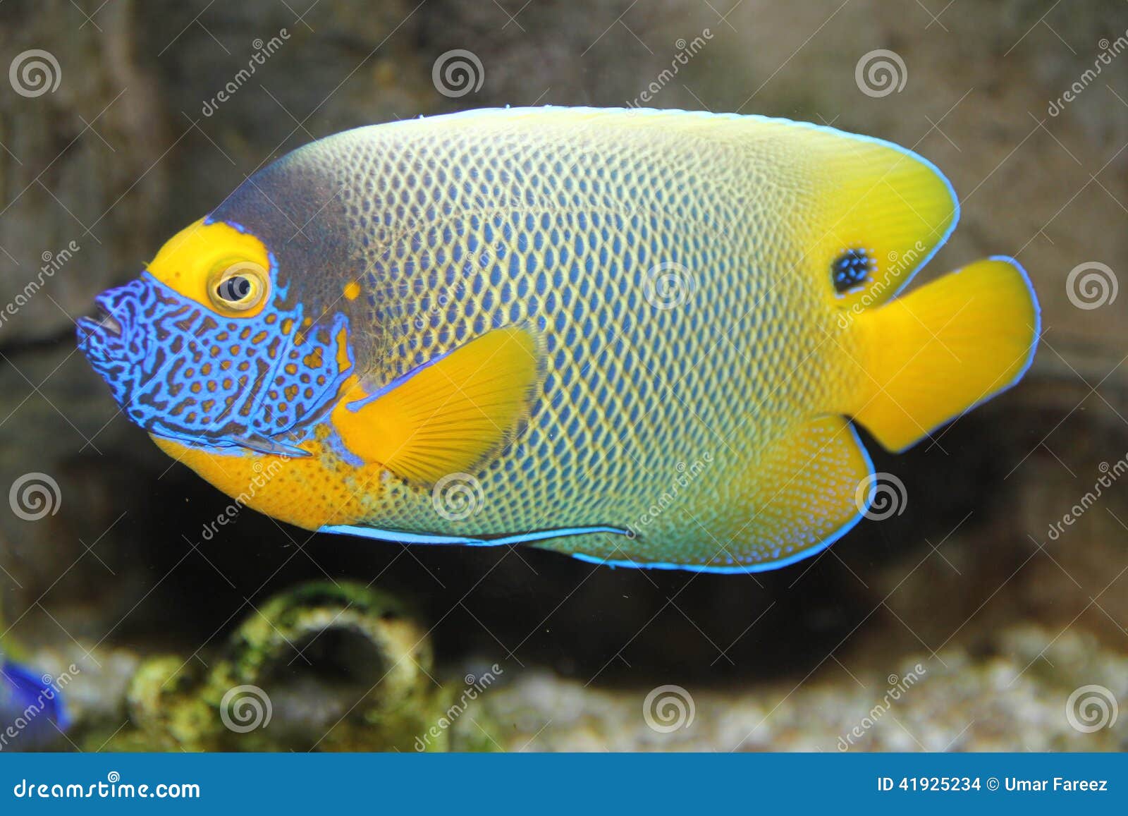 A vibrant fish stock photo. Image of sunset, fish, beautiful - 41925234