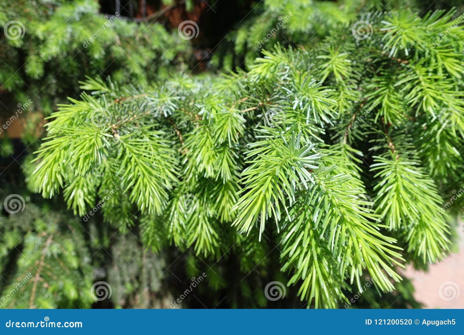 Vibrant Foliage of Spruce in Spring Stock Photo - Image of foliage ...